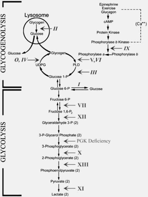 gsd-locations-chart - AGSD-UK